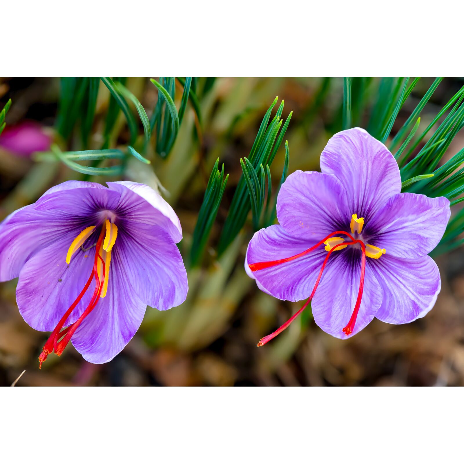 GROCERY & COOKING :: Saffron (Zafran)- 1 Gram